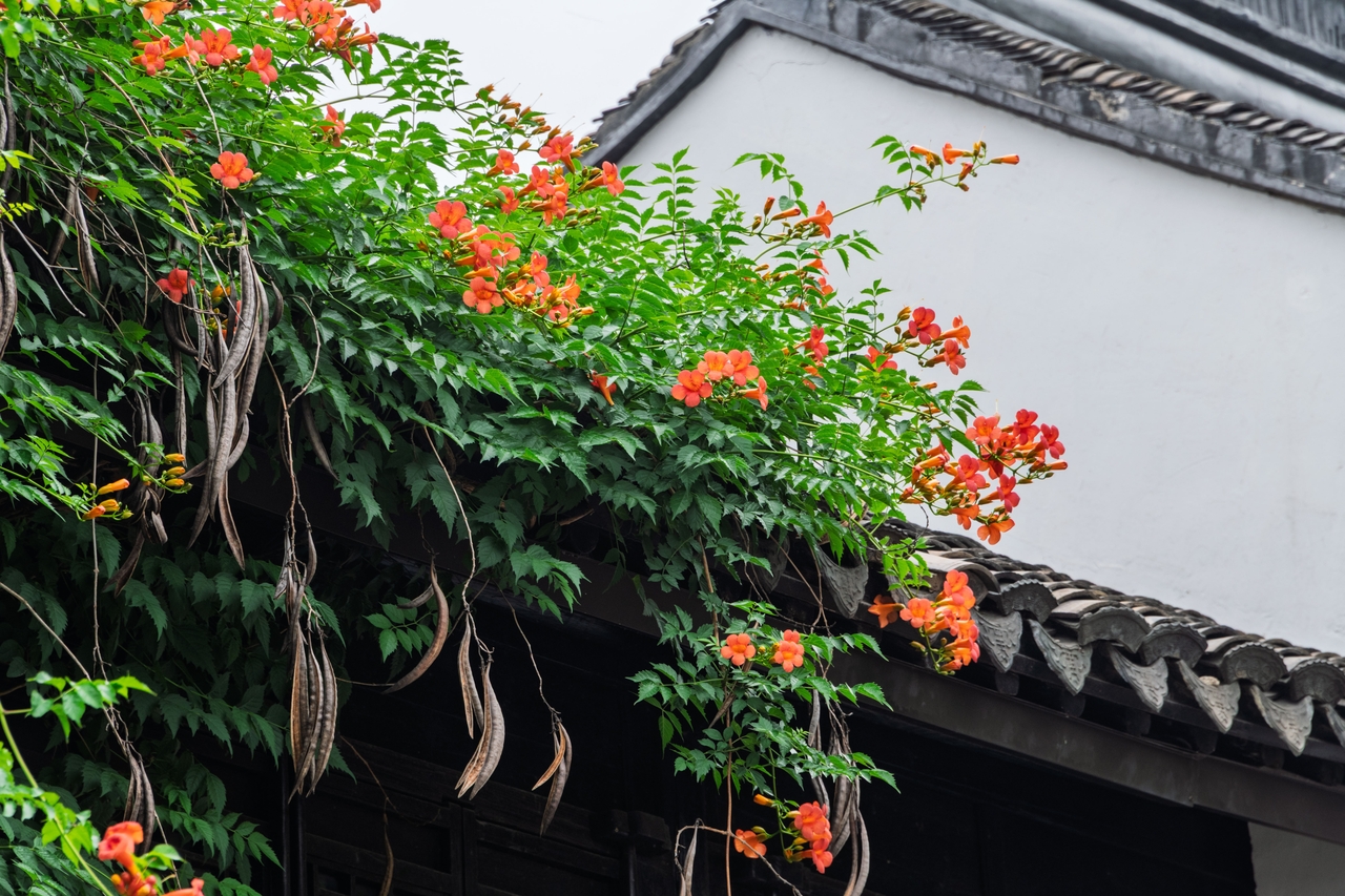 无锡南长街凌霄花