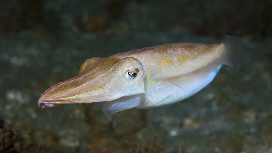 Cuttlefish are smarter than you think