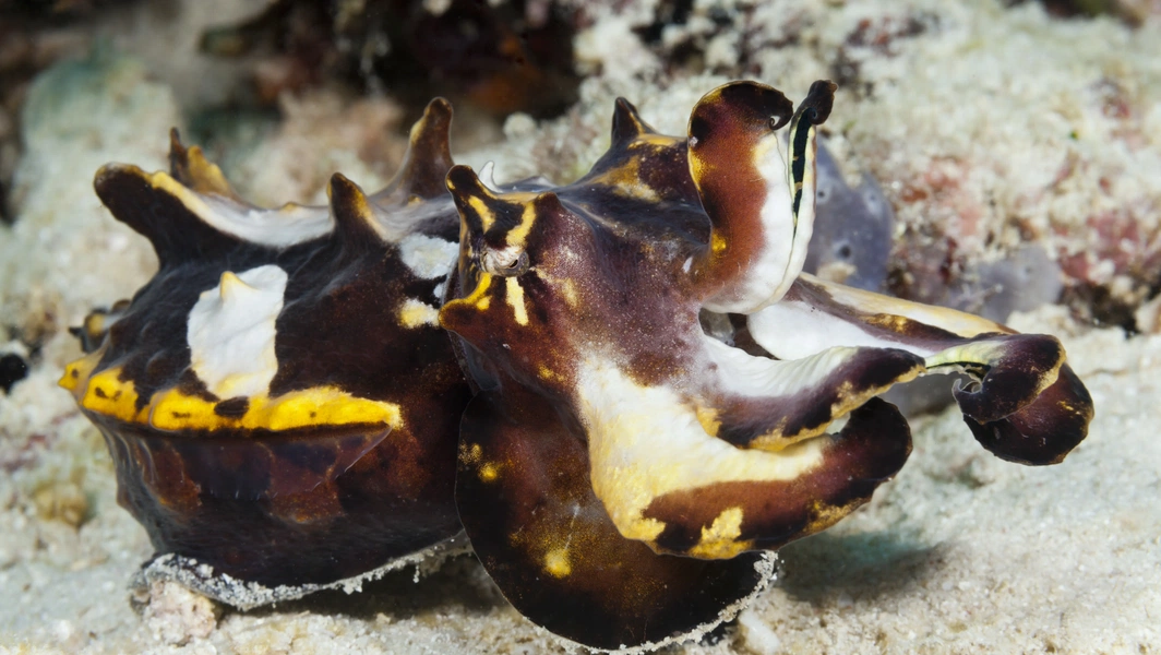 Cuttlefish are smarter than you think