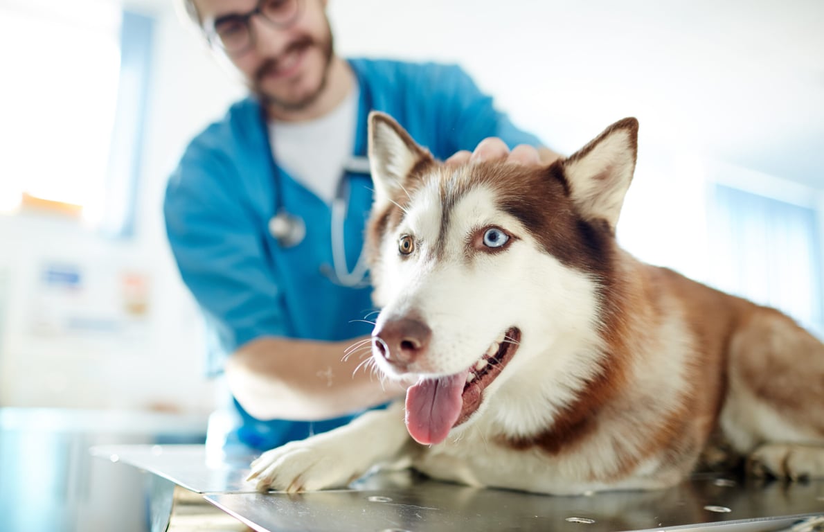 Barking up the wrong tree: What your pet insurance won't cover