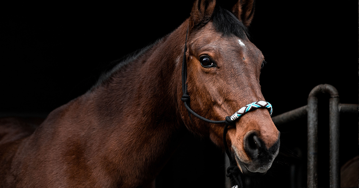 Teen girl arrested after allegedly stabbing three horses at Las Vegas ...