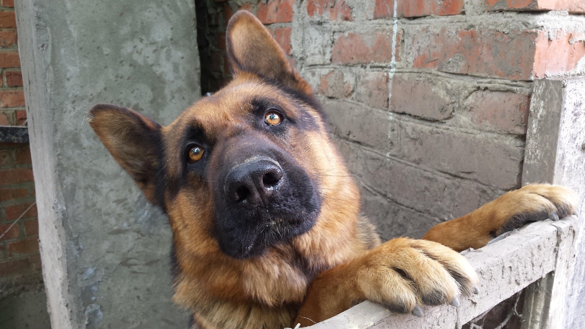 The 10 most protective family dog breeds ranked