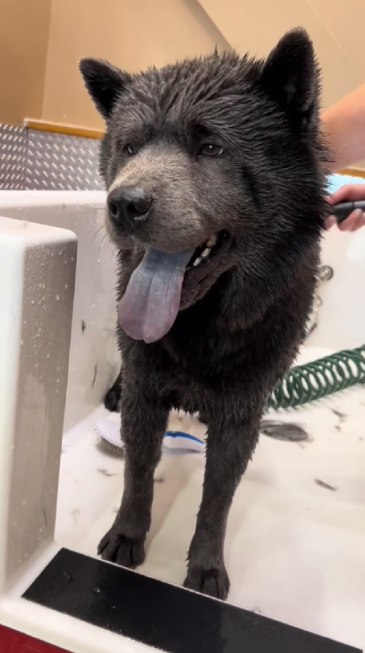 Sweet bath time for Chow Chow at pet grooming barn