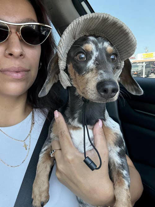 Your pets get hot, too — here are 17 things to keep them comfortable
