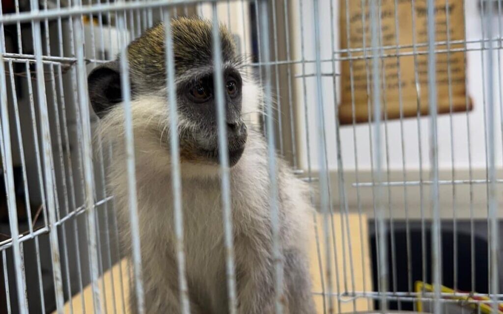 Knesset committee extends money laundering law to wildlife trafficking