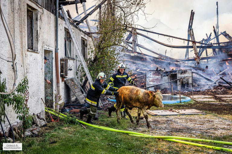 60 Rinder bei Großbrand auf Bauernhof im Innviertel verendet