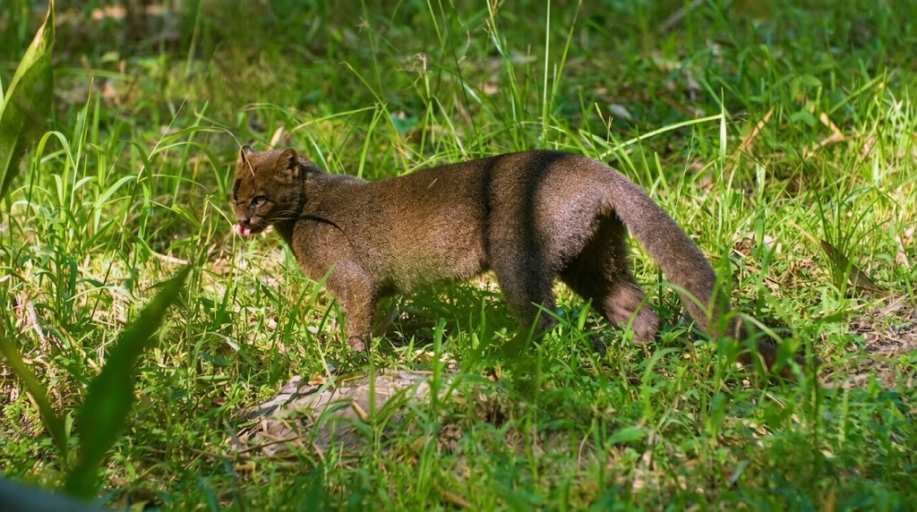 This mysterious cat hunts in broad daylight – then vanishes