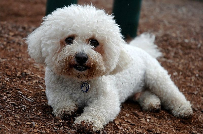 10 dogs that are better choices for people sensitive to dog smell