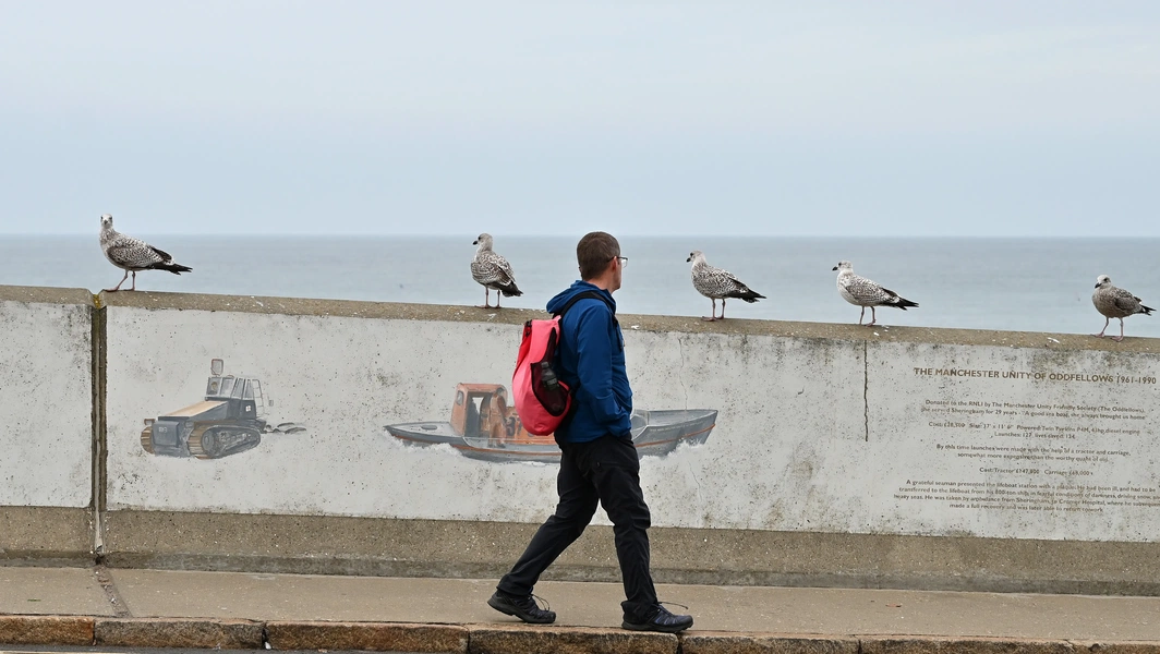 North Yorkshire outlines long-term urban gull strategy