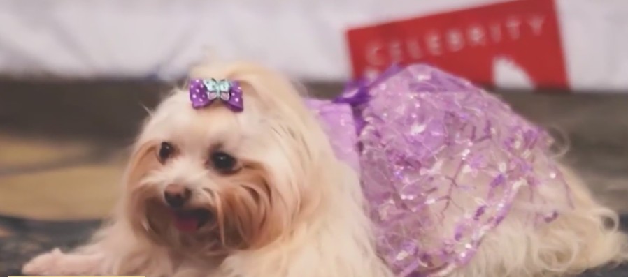 Celebrity Catwalk hosts 13th annual Pet Fashion Week in Greenville June 4-8