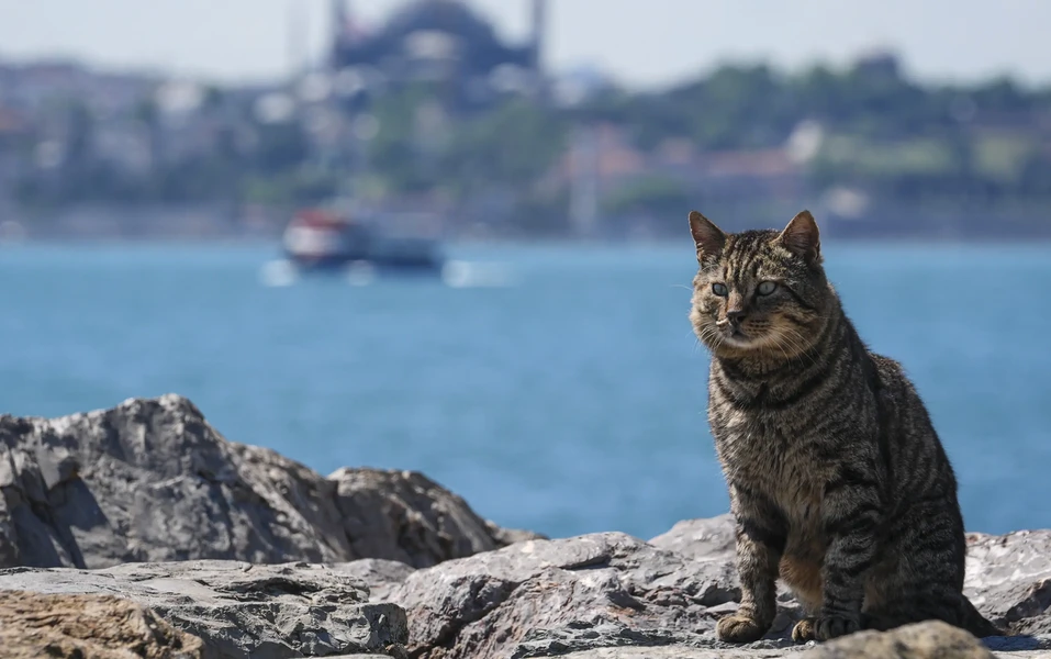 Your cat’s secret language decoded for you