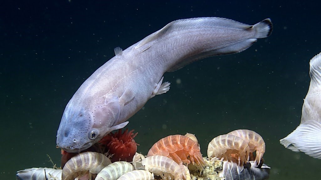 Ce poisson survit sous une pression 830 fois plus forte que la nôtre