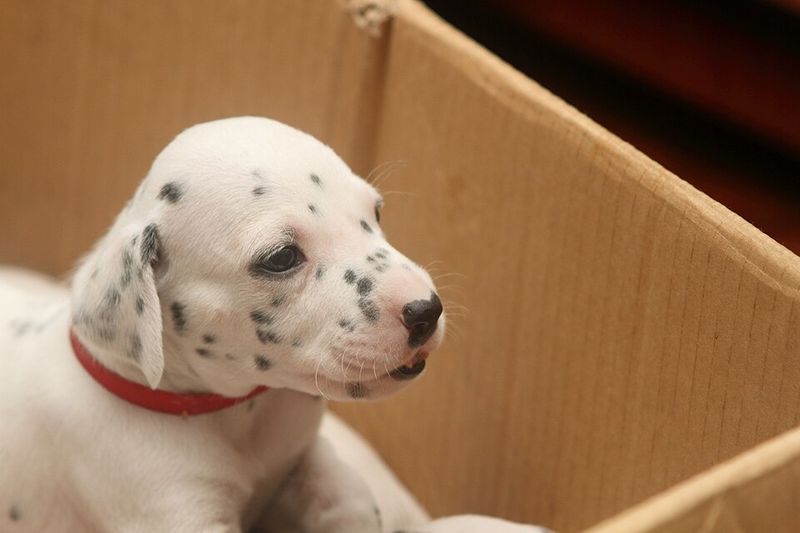 Think you know how your puppy will look? These 10 breeds may surprise you