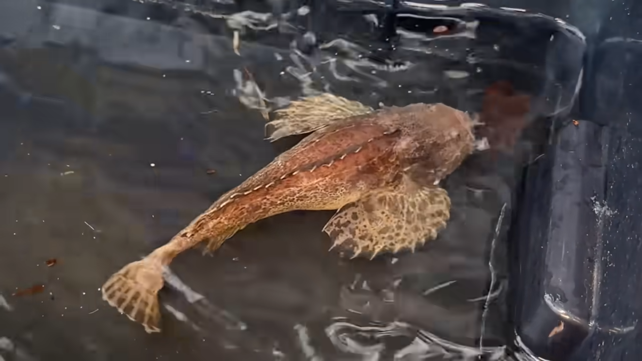 This is why the stonefish is called the deadliest fish in the world