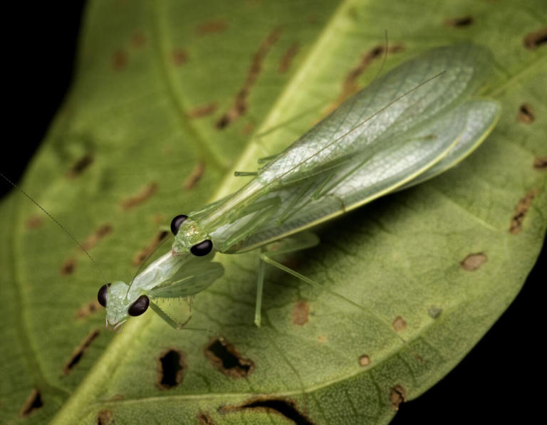New mantises planking their way to urban dominance