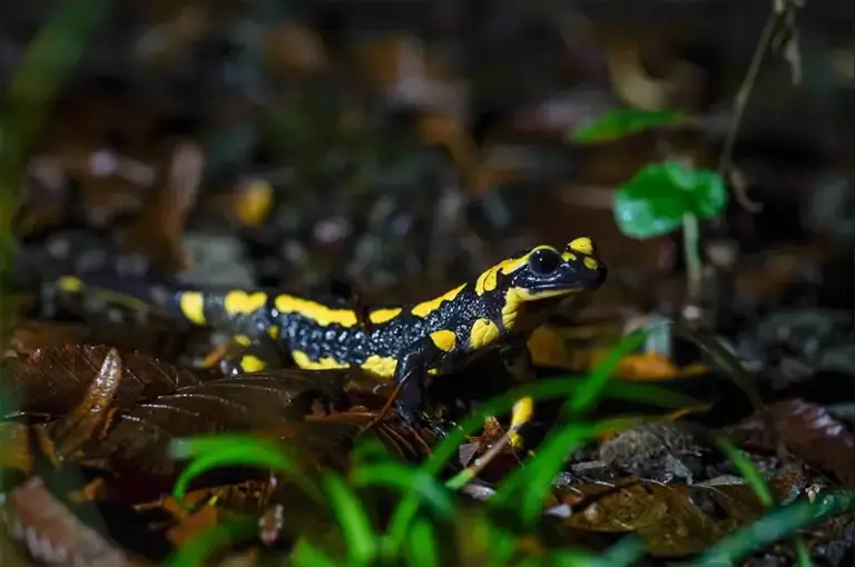 As salamandras-de-fogo podem assustar os predadores com muco fluorescente