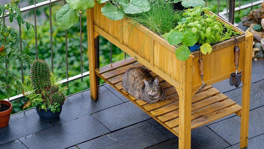 22 cats in the most unusual nap spots