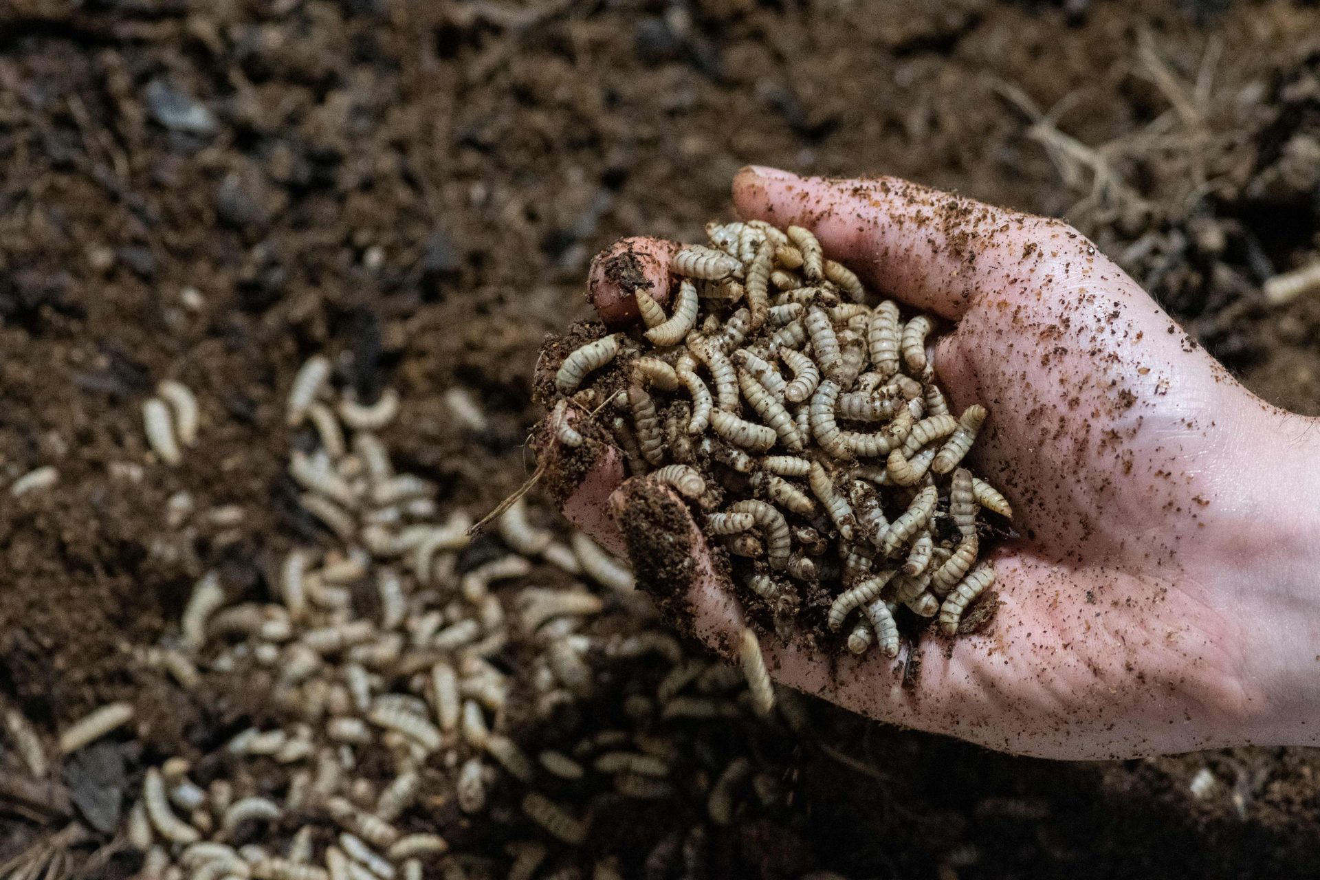 I vermi si stanno affermando come il cibo del futuro