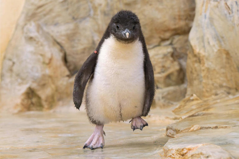 Felsenpinguine: Süße Neuigkeiten aus dem Tiergarten Schönbrunn