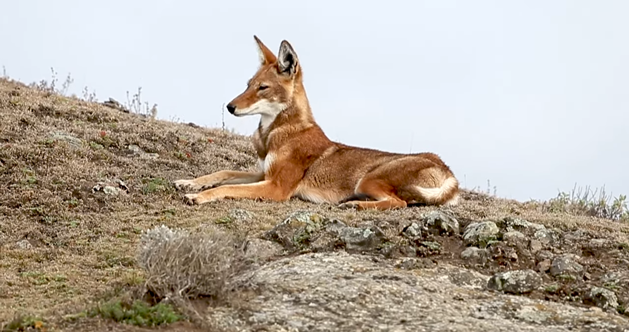 Este lobo parece un zorro... pero es un asesino experto