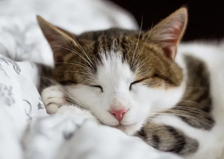 If your cat sleeps on you, vets say it may signal hidden fears and anxiety