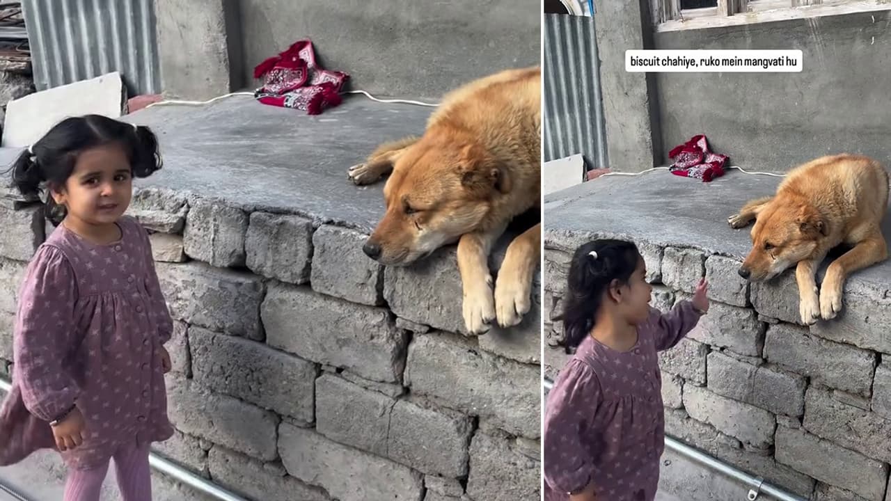 Viral video | ‘Doggie, aapko biscuit chaiye?’ Little girl’s sweet ...