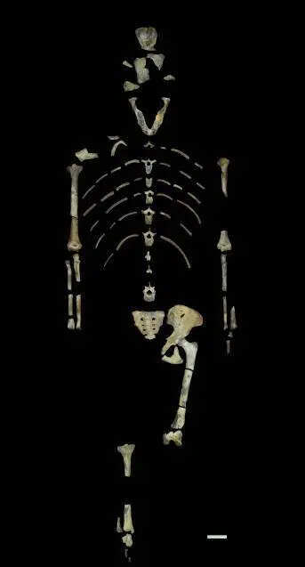 In 1974, a tiny bone found in Ethiopia revealed that upright walking ...