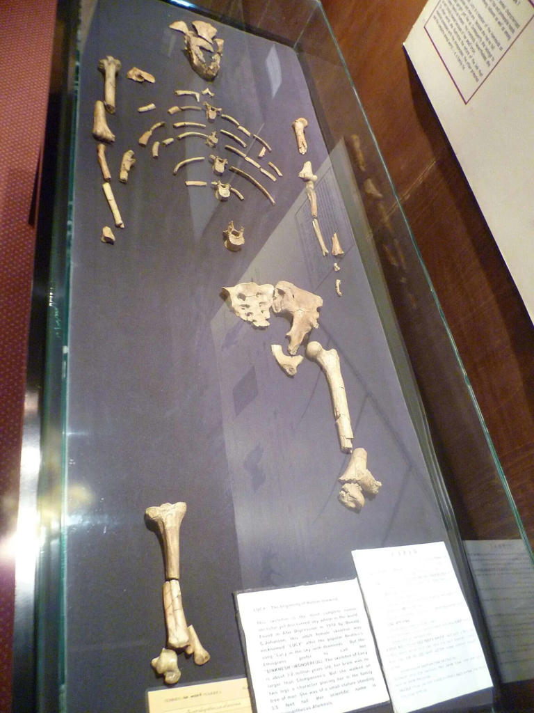 In 1974, a tiny bone found in Ethiopia revealed that upright walking ...