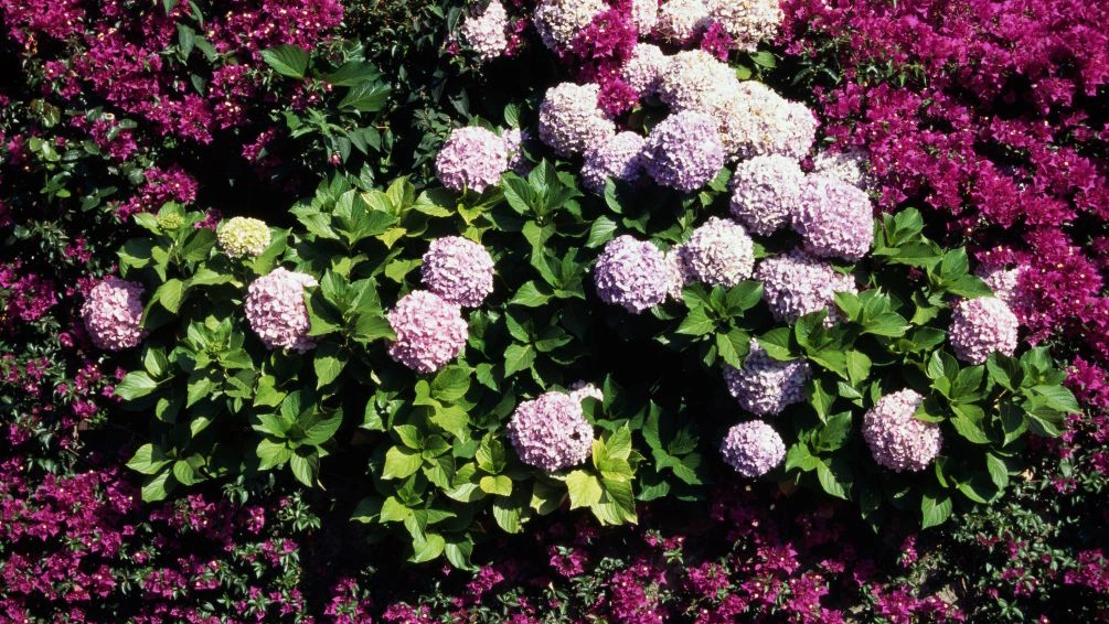12 hydrangea varieties for every garden style