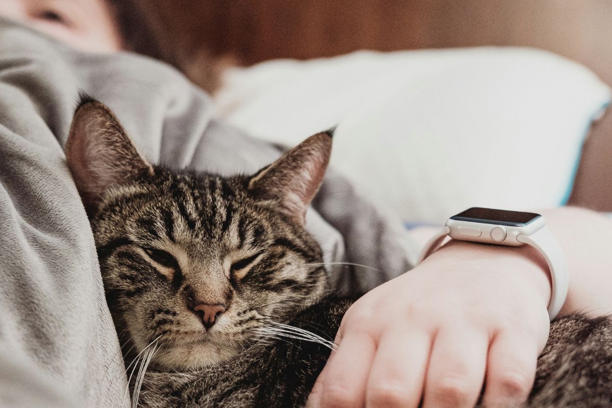 How to cuddle with your cat without losing your dignity