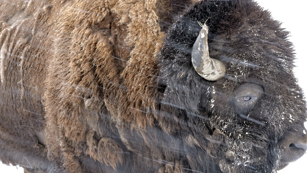 Yellowstone visitors seek quieter spots amid summer crowds
