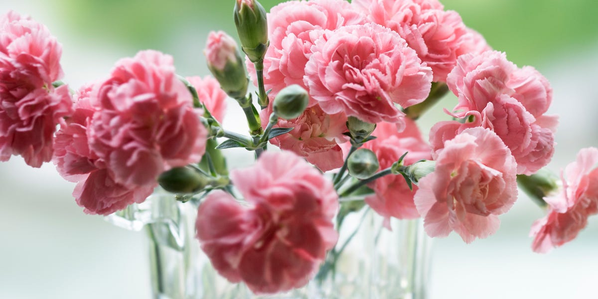 This 15-second trick makes carnations bloom bigger and fluffier