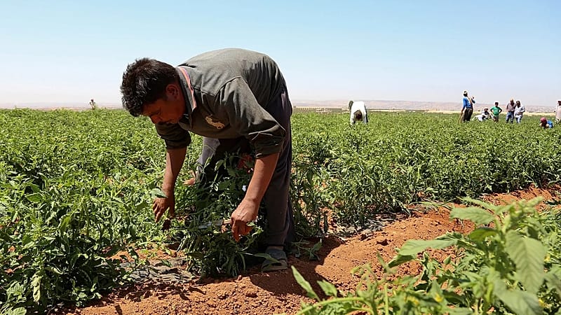 Greece to bring in 5,000 Egyptian farm workers to close agricultural ...