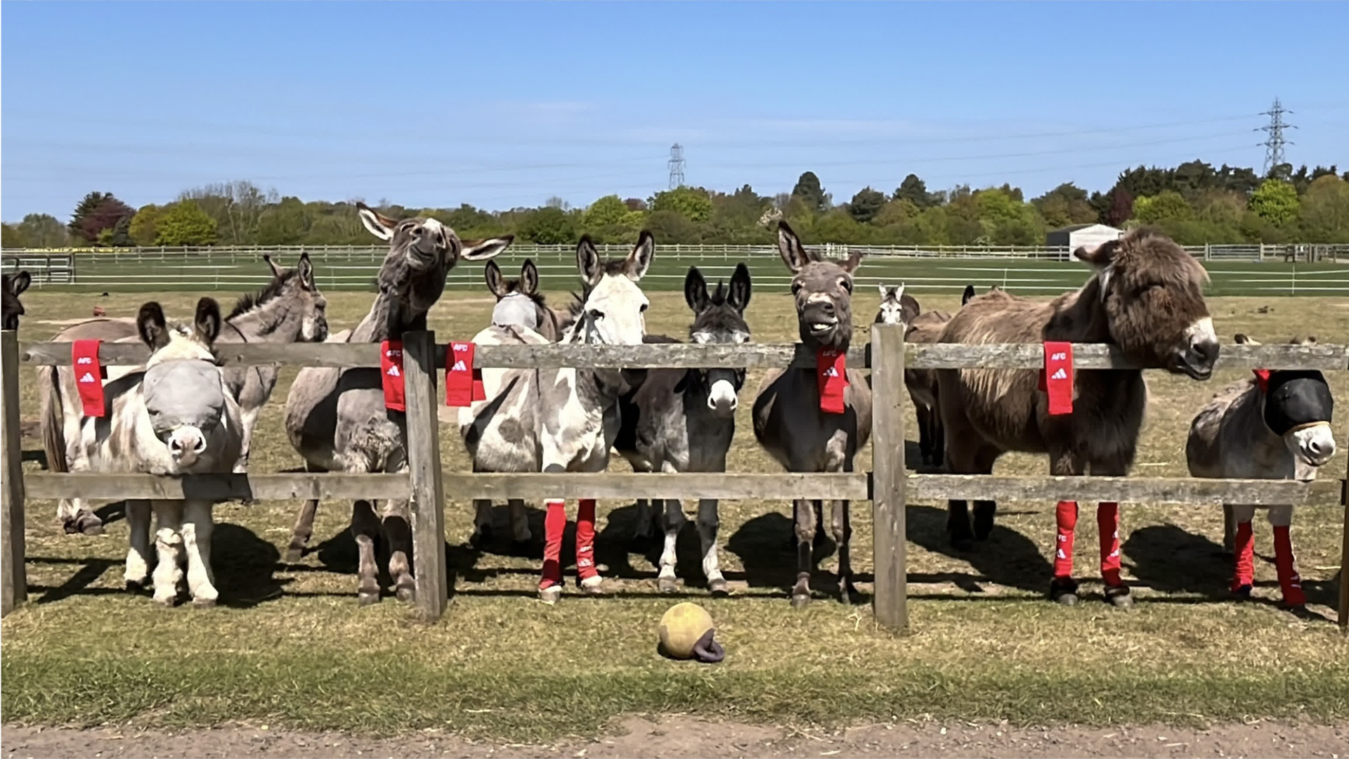 Arsenal's old football socks given new life helping rescued horses and ...
