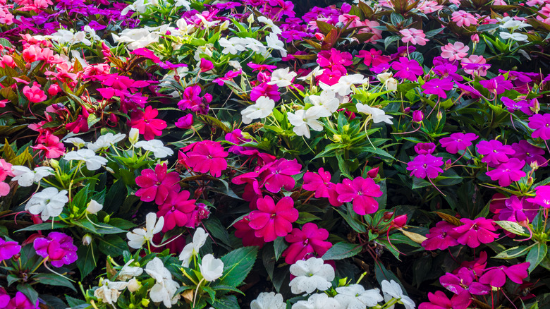The low-maintenance flower you should consider planting instead of ...