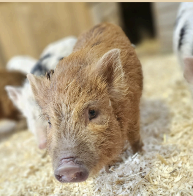 Tiny trotters need loving homes as Kew Little Pigs opens waiting list ...