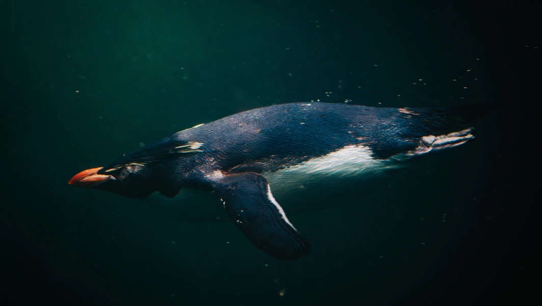 14 fascinating animal moments and rare wildlife sightings