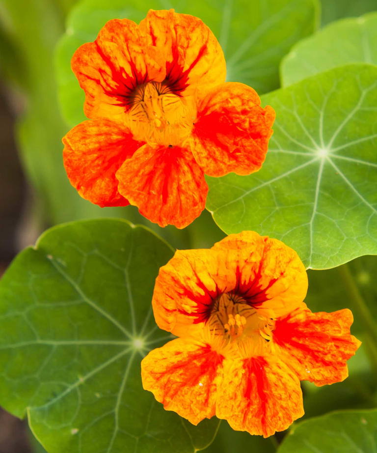 5 beautiful container plants with an unexpected benefit – they'll keep ...