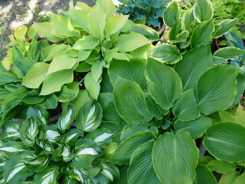 Der Hosta-Garten in Bärnsdorf