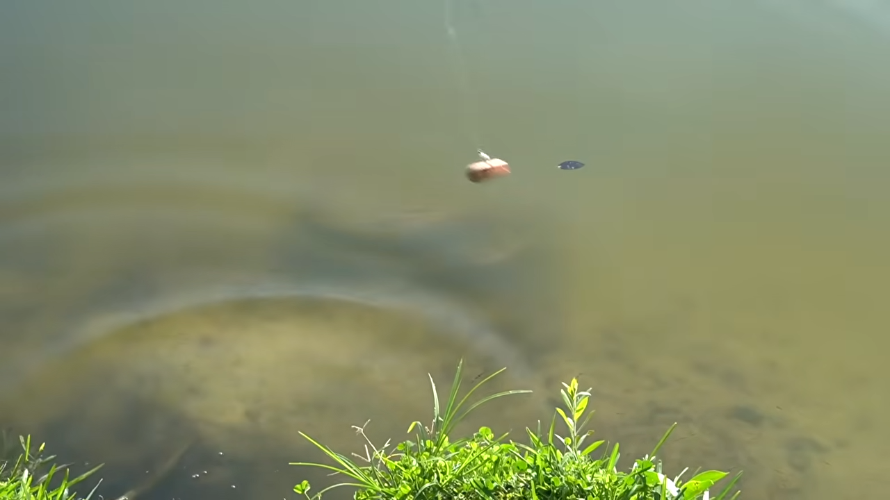 They thought it was just a pacu until mutant catfish started attacking ...