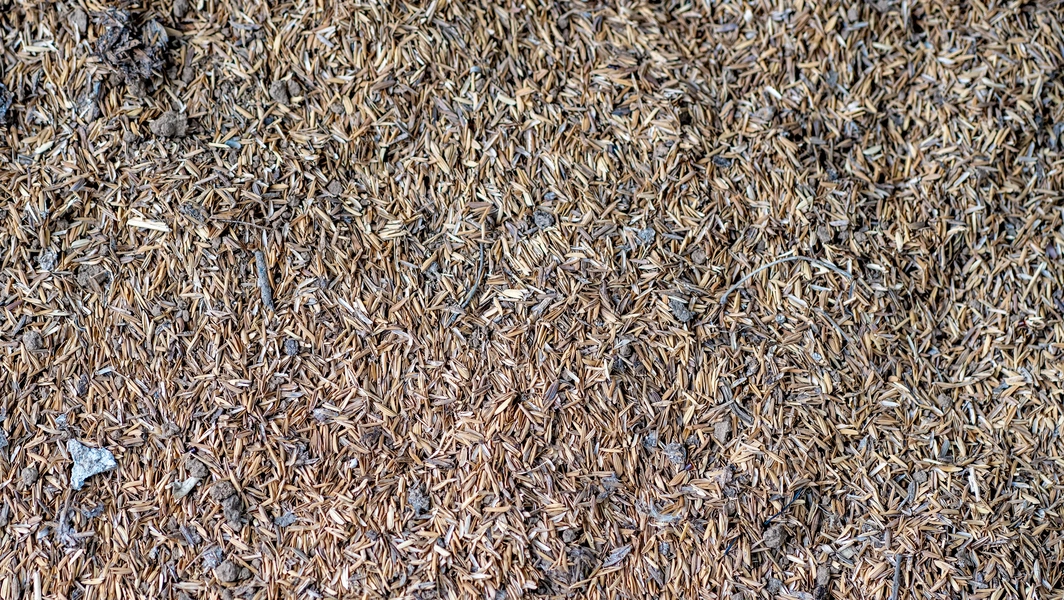7 mulch types that can harm your garden