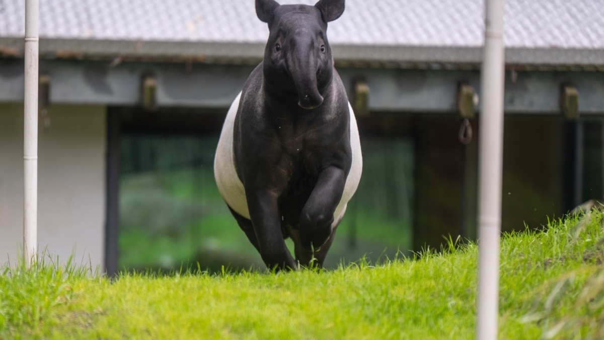 Why everyone is talking about Ume, the young tapir leaving Point ...