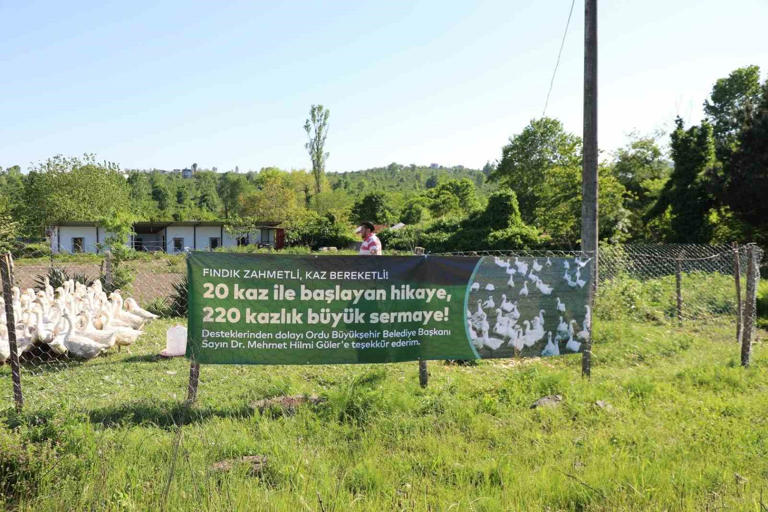 Ordu’da kaz bereketi: 20 ile başladı, 220’ye çıktı