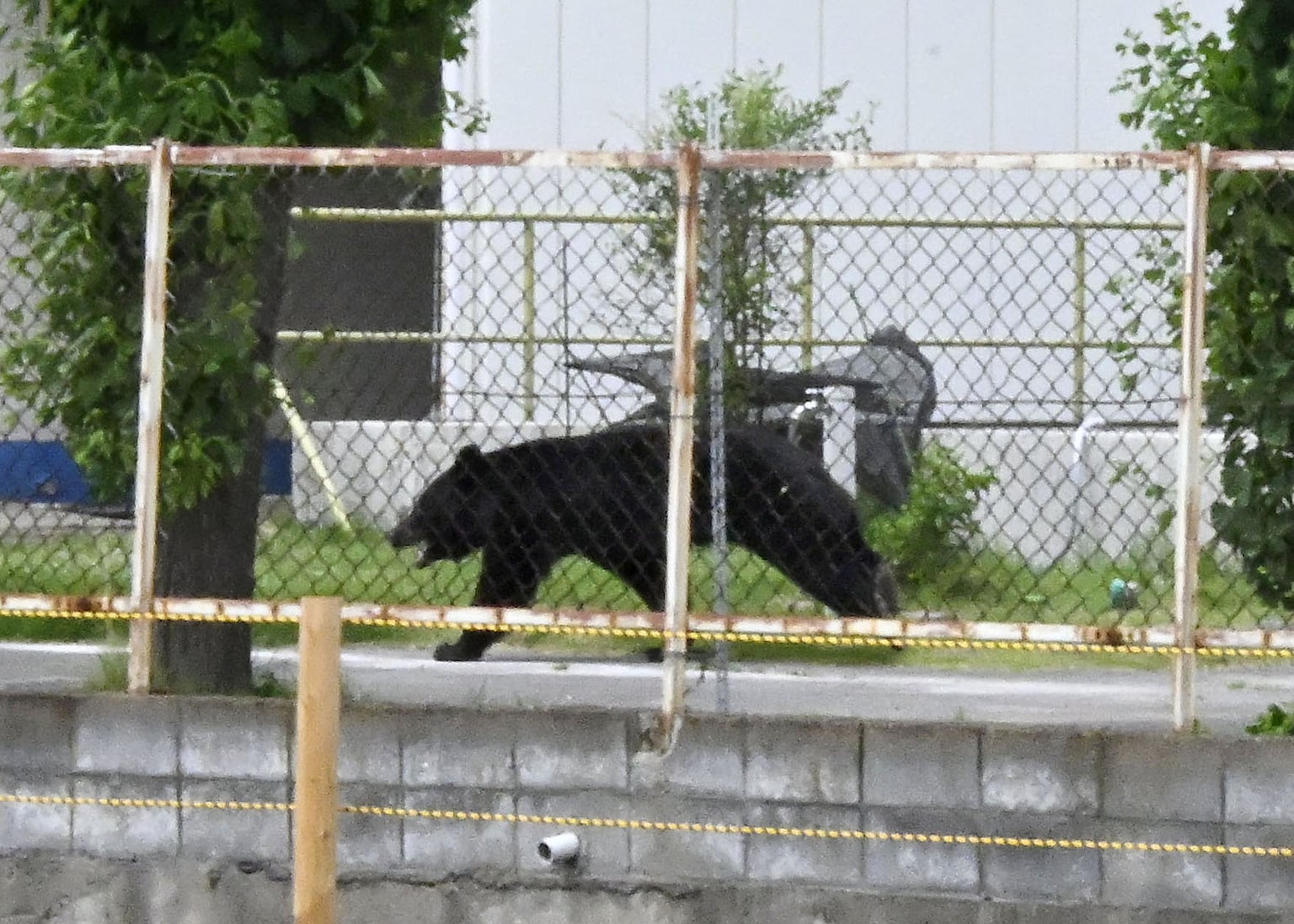 Bear injures four people in residential area of Japan
