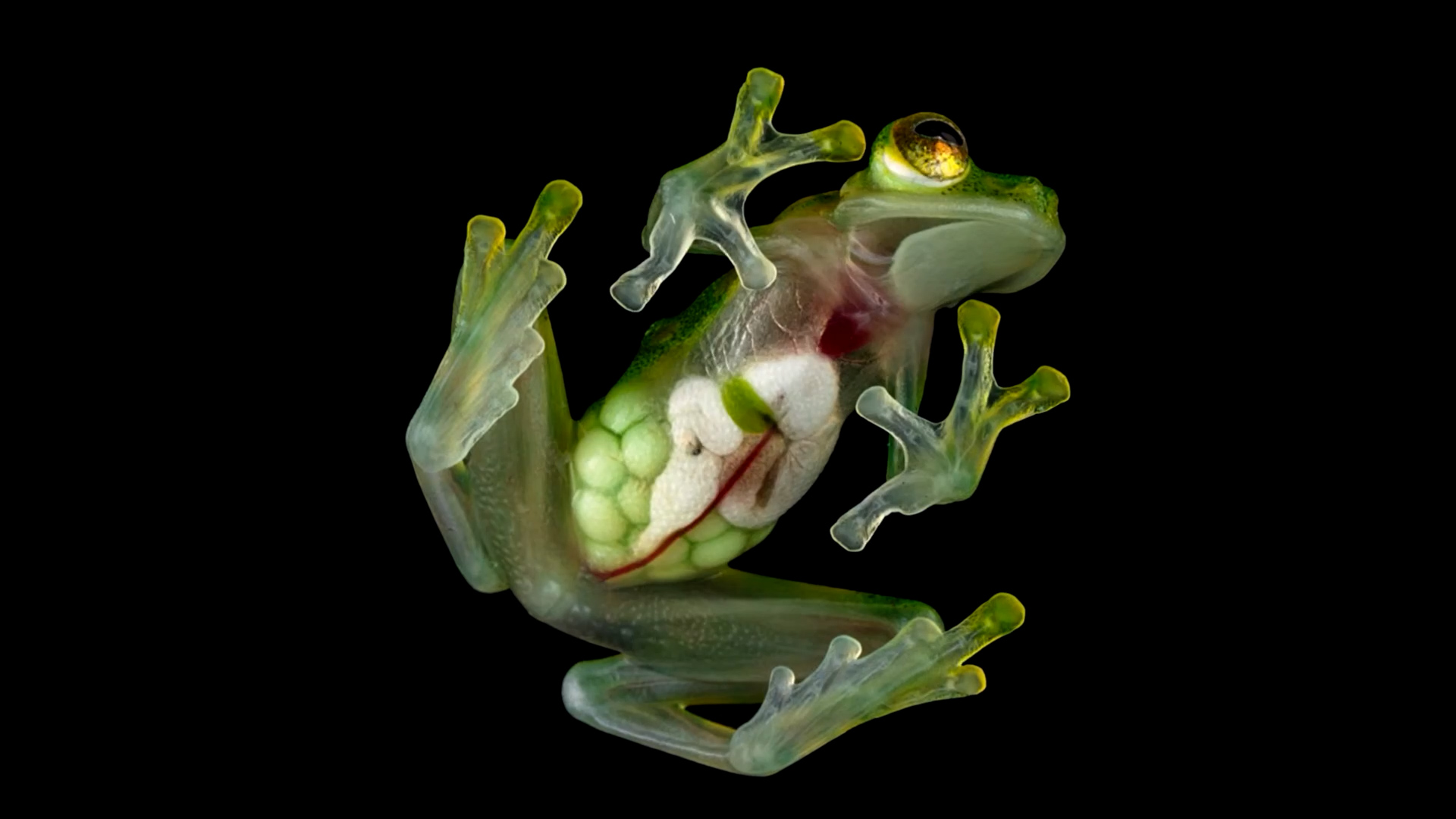 Objects and creatures that somehow exist despite making no sense at all