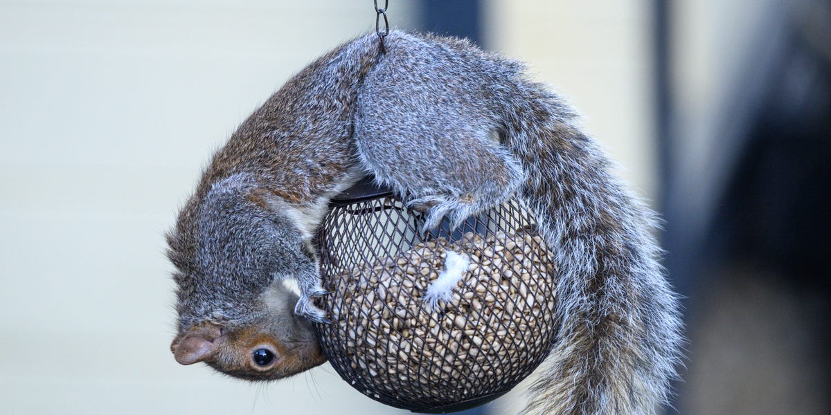 Bird experts say this common bird feeder mistake is inviting squirrels