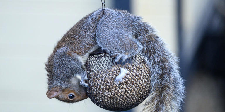 Bird experts say this common bird feeder mistake is inviting squirrels