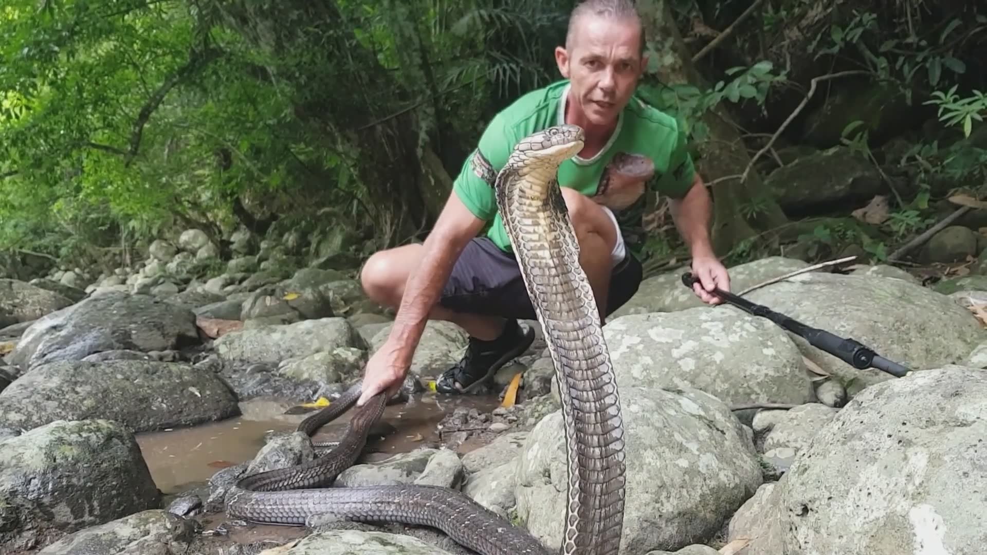 King cobra snake encounters with snake man