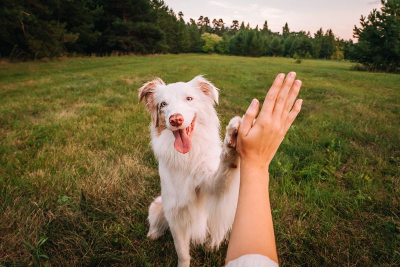 11 medium-sized dog breeds that handle busy family life beautifully