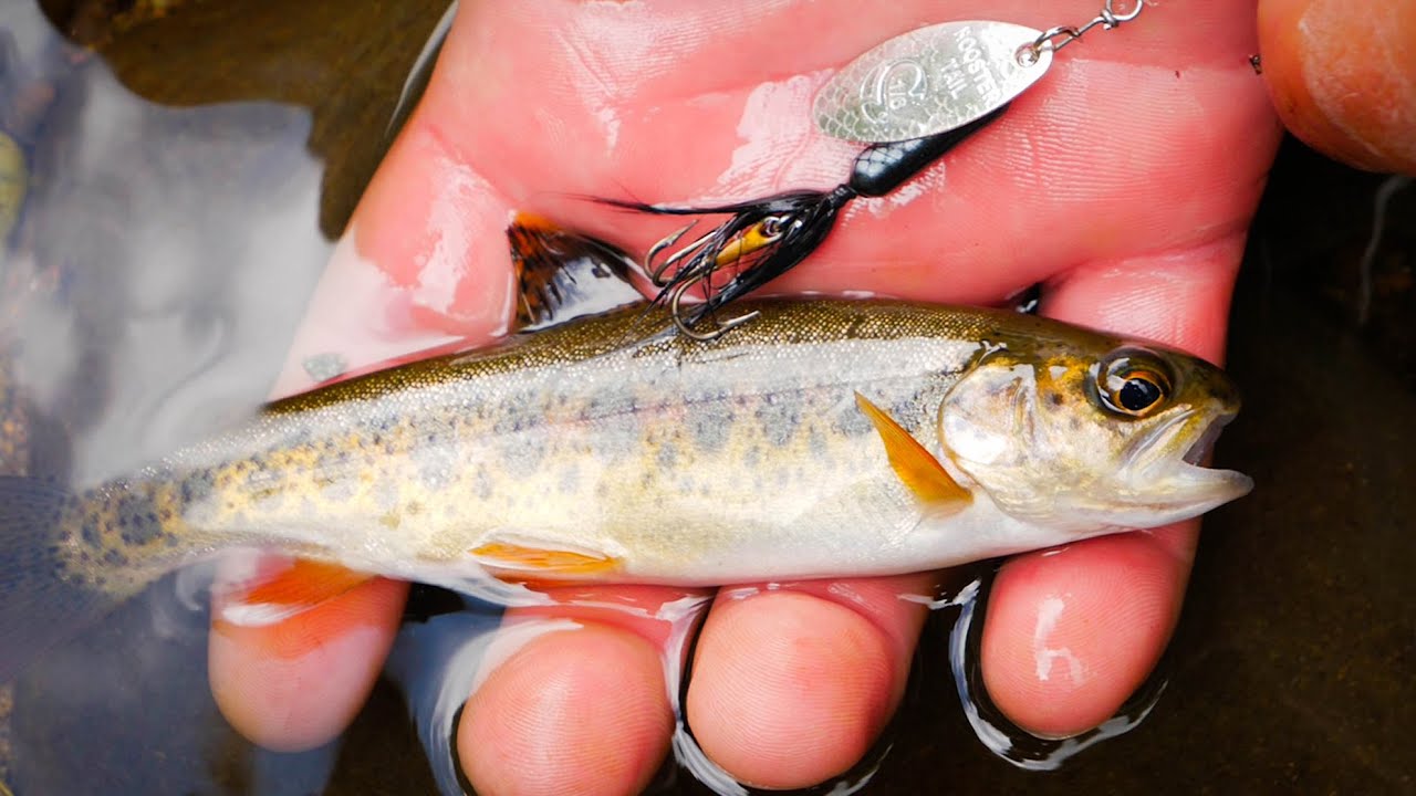 How to fish rooster tails for trout in creeks, rivers, & streams